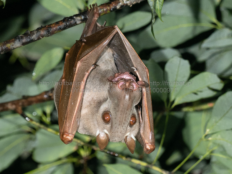 あけましておめでとうございます: 二人の世界オオコウモリ旅行